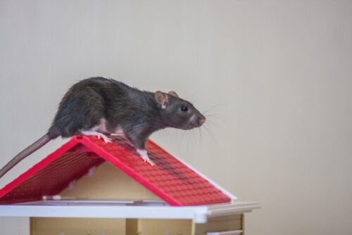 How to prevent pests and rodents from damaging roof sarking - AllCoast ...